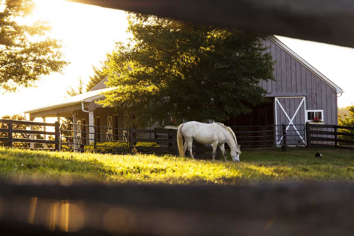 Livestock Farms – Infiniti Farms