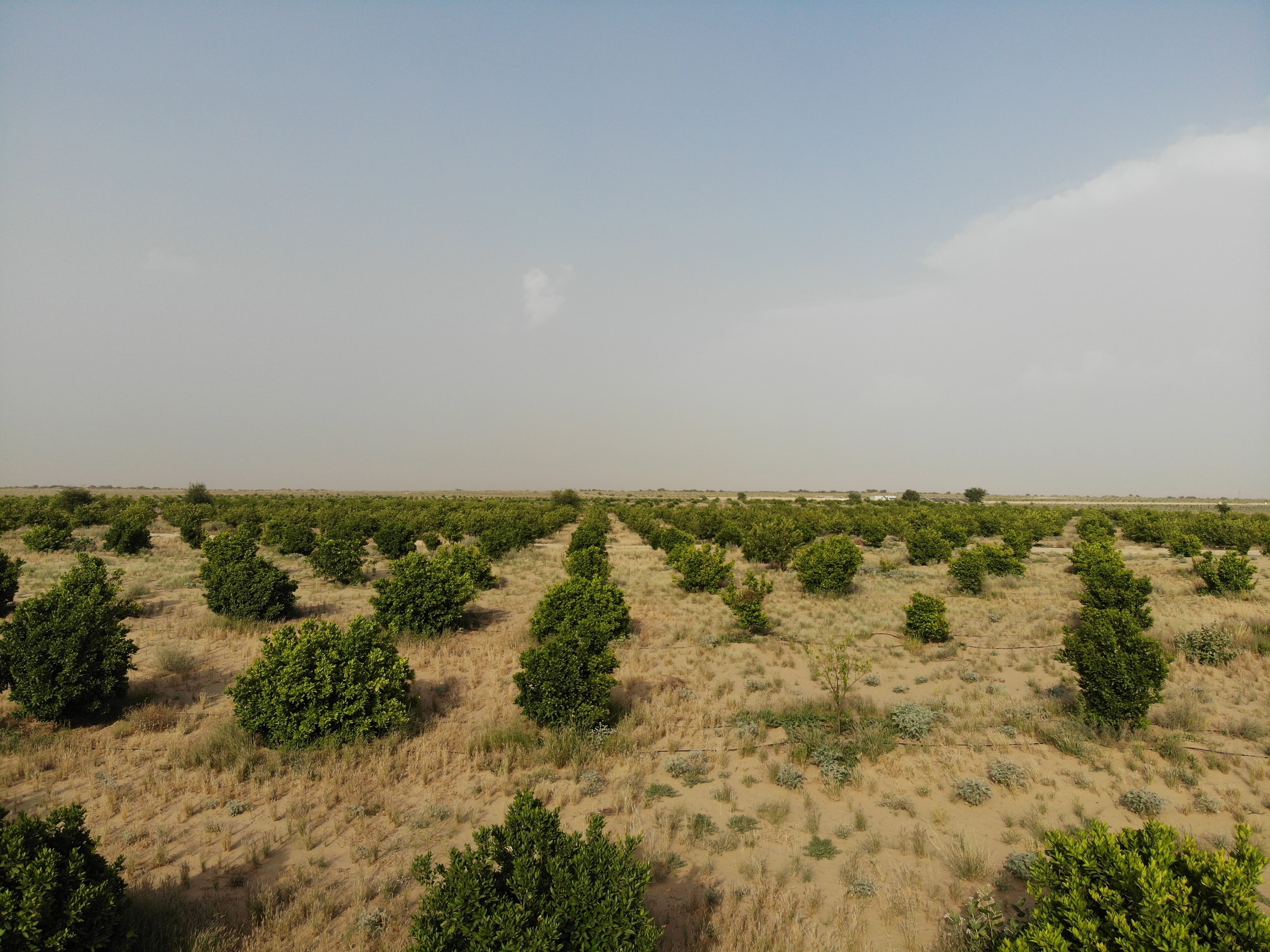 Gallery – Infiniti Farms