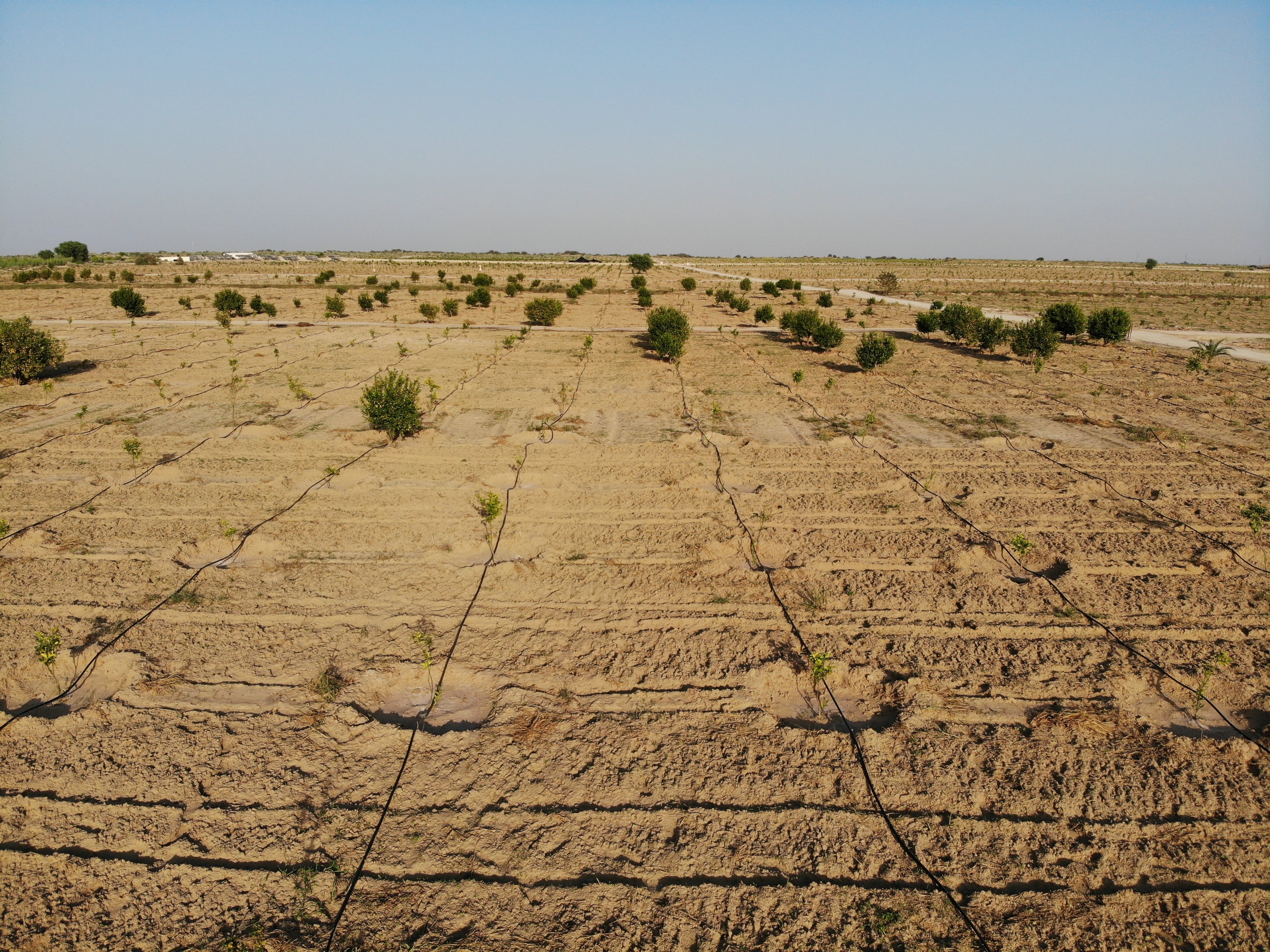 Gallery – Infiniti Farms