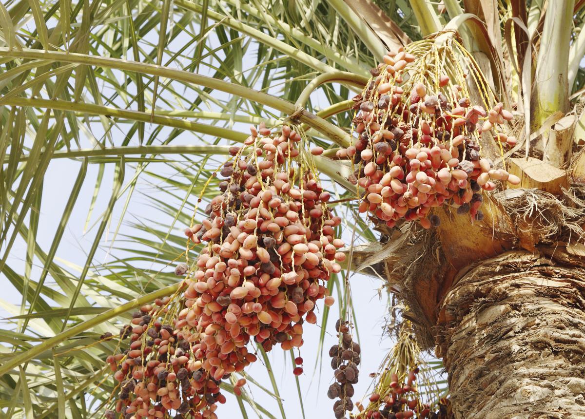 Pakistani Fruit – Infiniti Farms